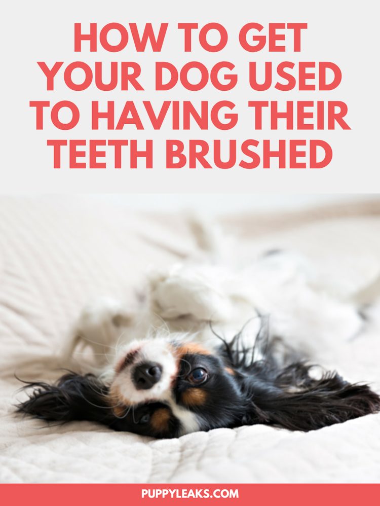 How To Get Your Dog Used To Having Their Teeth Brushed - Puppy Leaks
