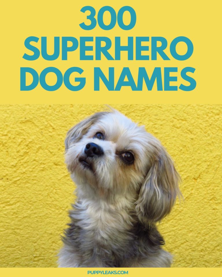 300 Superhero Inspired Dog Names - Puppy Leaks